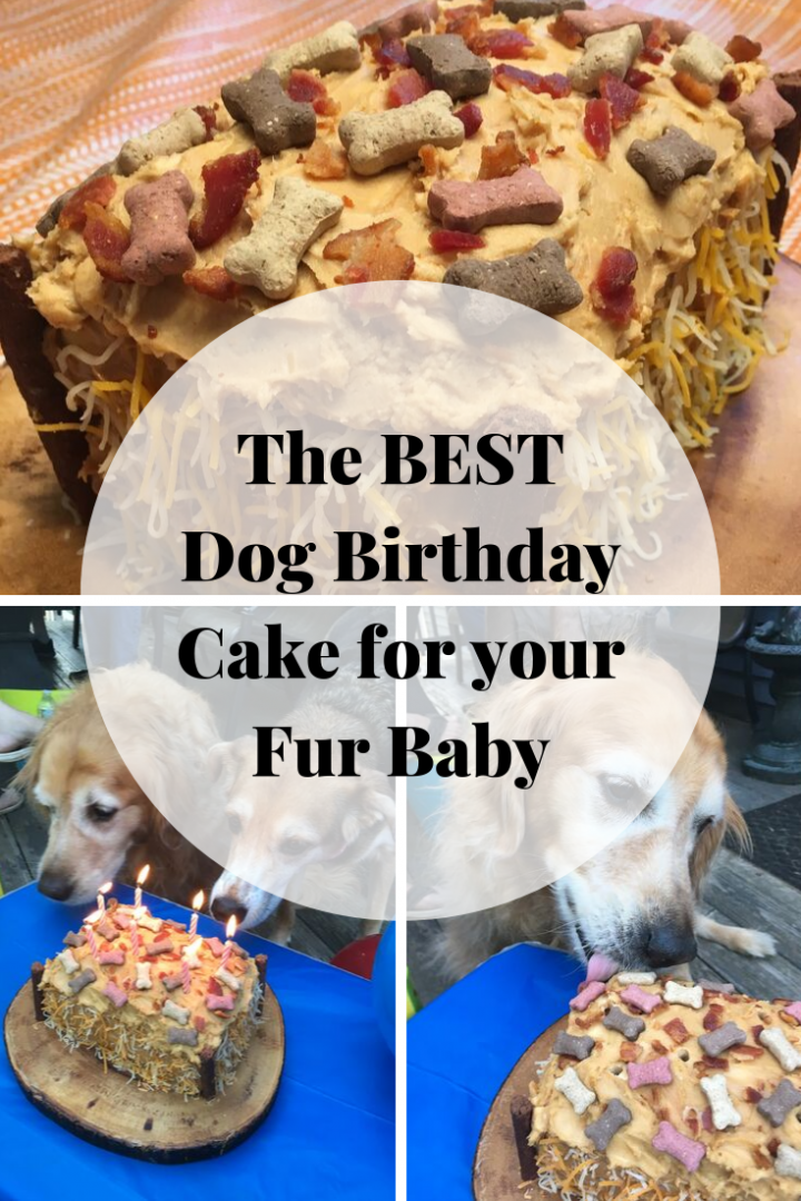 The Best Dog Cake Recipe for your Fur Baby - Love Mischka